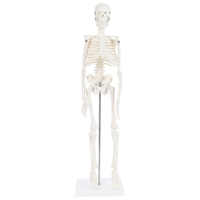 Buy Anatomy Lab Micro Human Skeleton Model, 19" Mini Skeleton Has ...