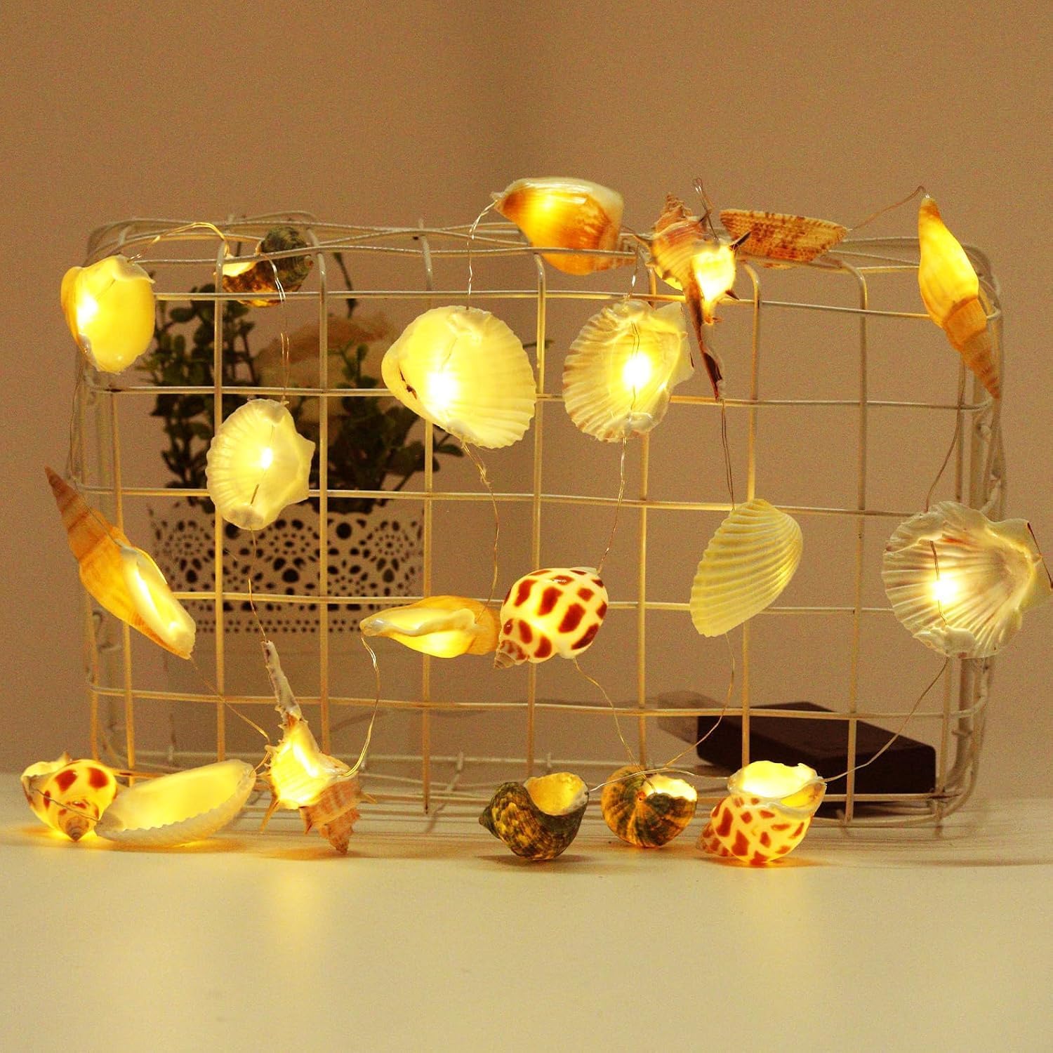 Amazon.com: Ocean Real Seashell Conch String Lights, 10Ft 20 LED ...