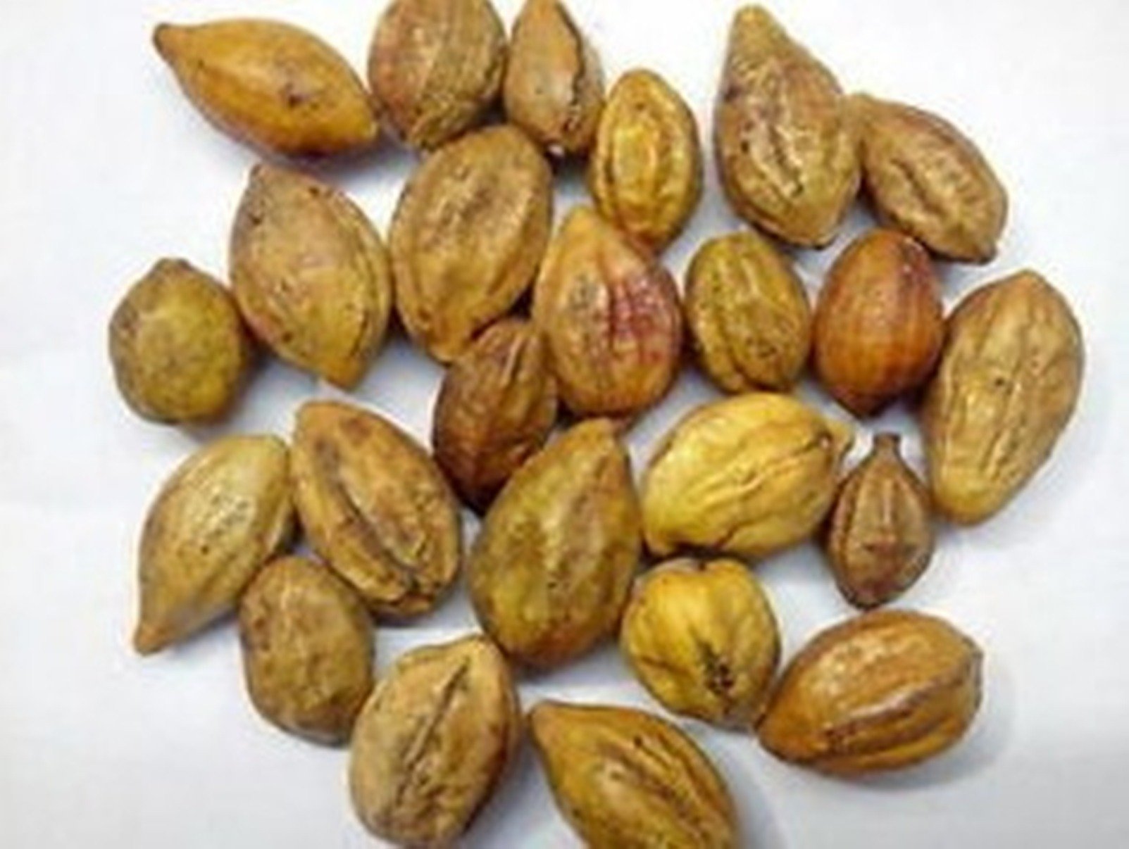Myrobalan Tree