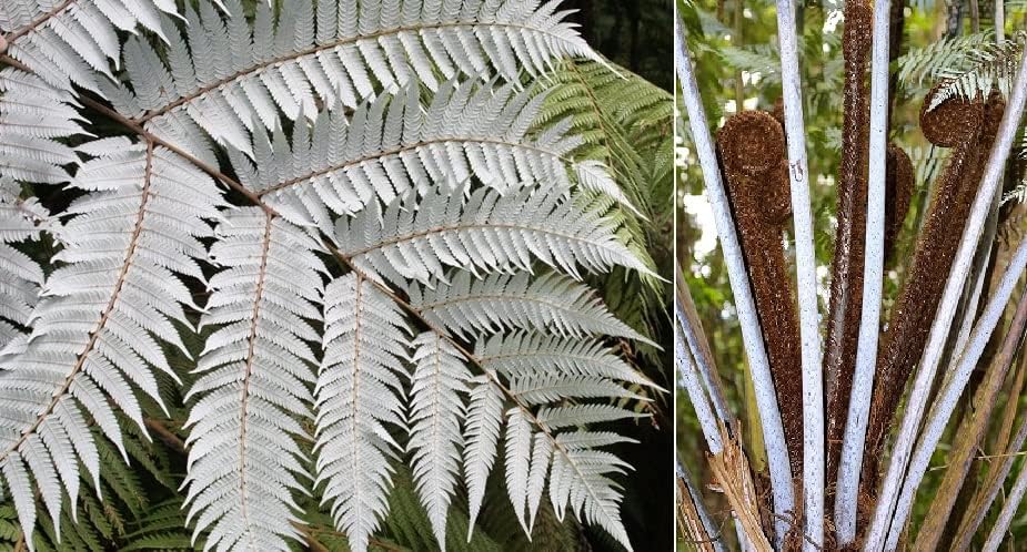 Silver Tree Fern Cyathea Dealbata 1000+ Spores/Seeds : Amazon.co.uk: Garden