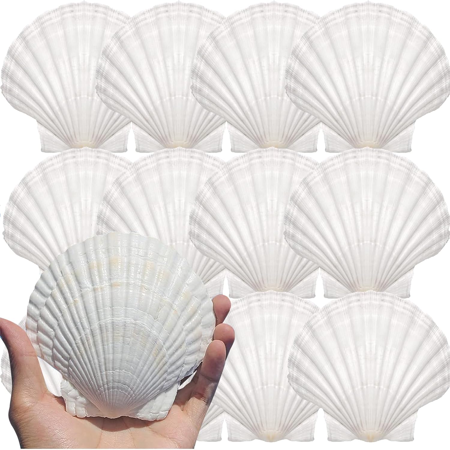 Amazon.com: YUNMOE 12PCS Large Natural Scallop Shells 4''-5'' White Sea ...