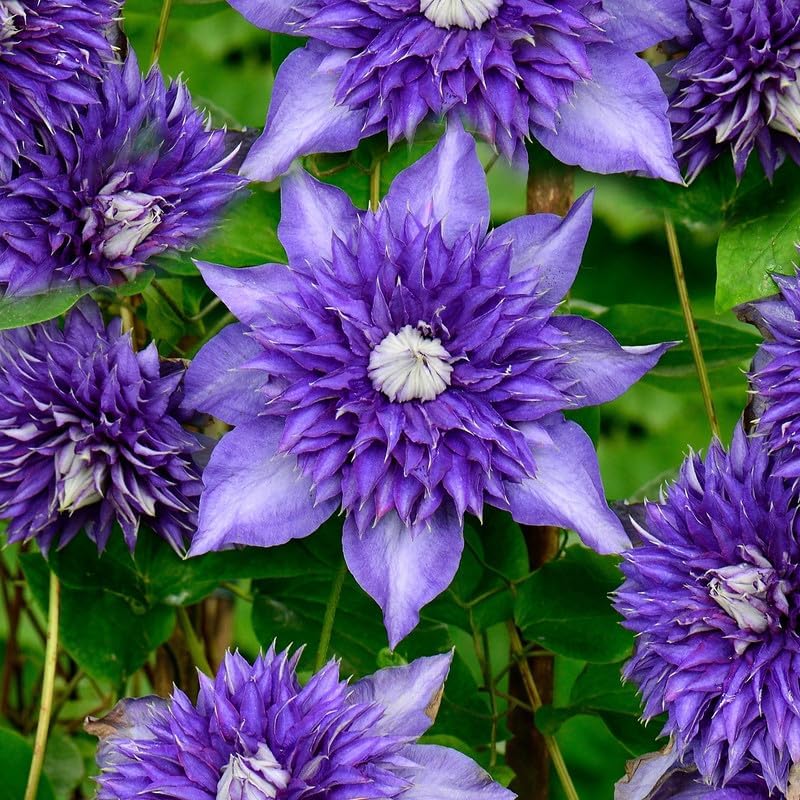 Amazon.com : Clematis Vine Plant Live, Blue Clematis Double Flower 2.5 ...
