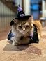 2 PCS Halloween Costume for Pet Cats or Puppy, Funny Cat Wizard Costume ...