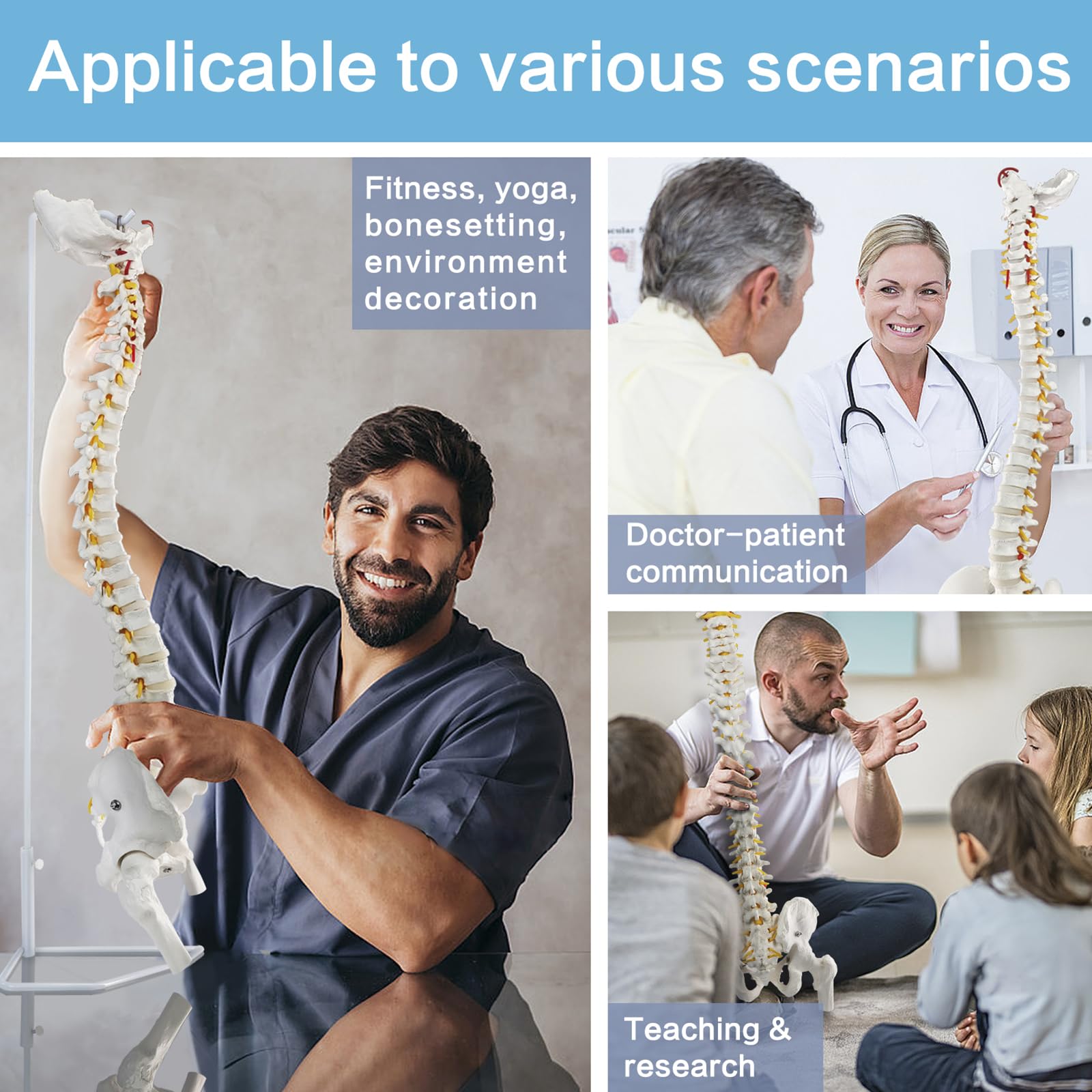 Snapklik.com : EVOTECH Flexible Human Spine Model For Anatomy, 34.8 ...