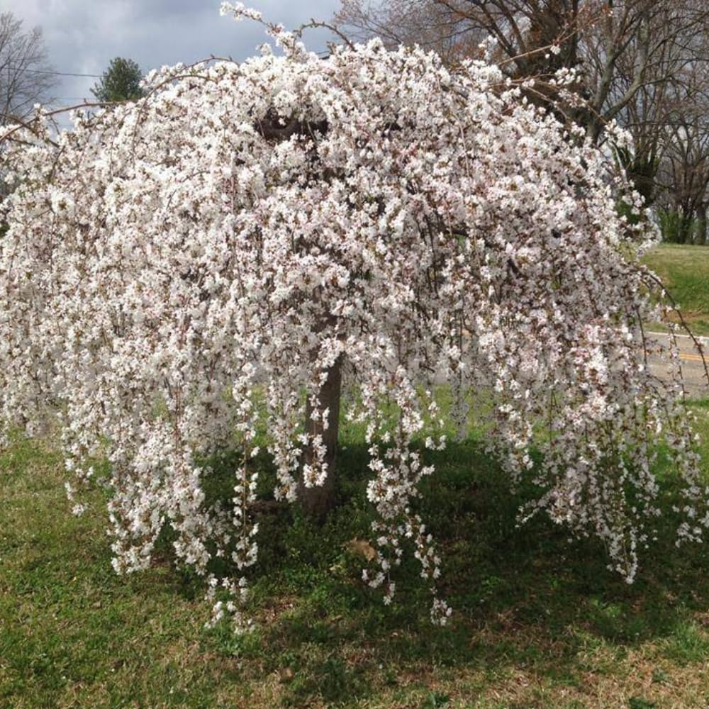 Amazon.com : 2 Weeping Cherry Blossom Tree Plants, 8 to 12 Inch Tall ...