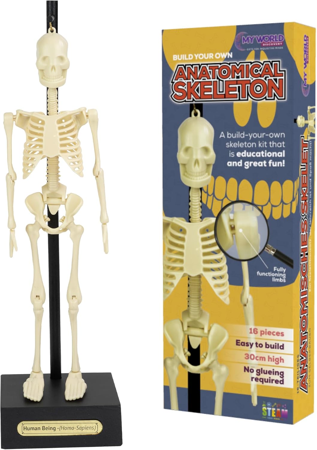 Funtime Gifts HUMAN SKELETON MODEL 30cm High – Mini Anatomical Skeleton ...