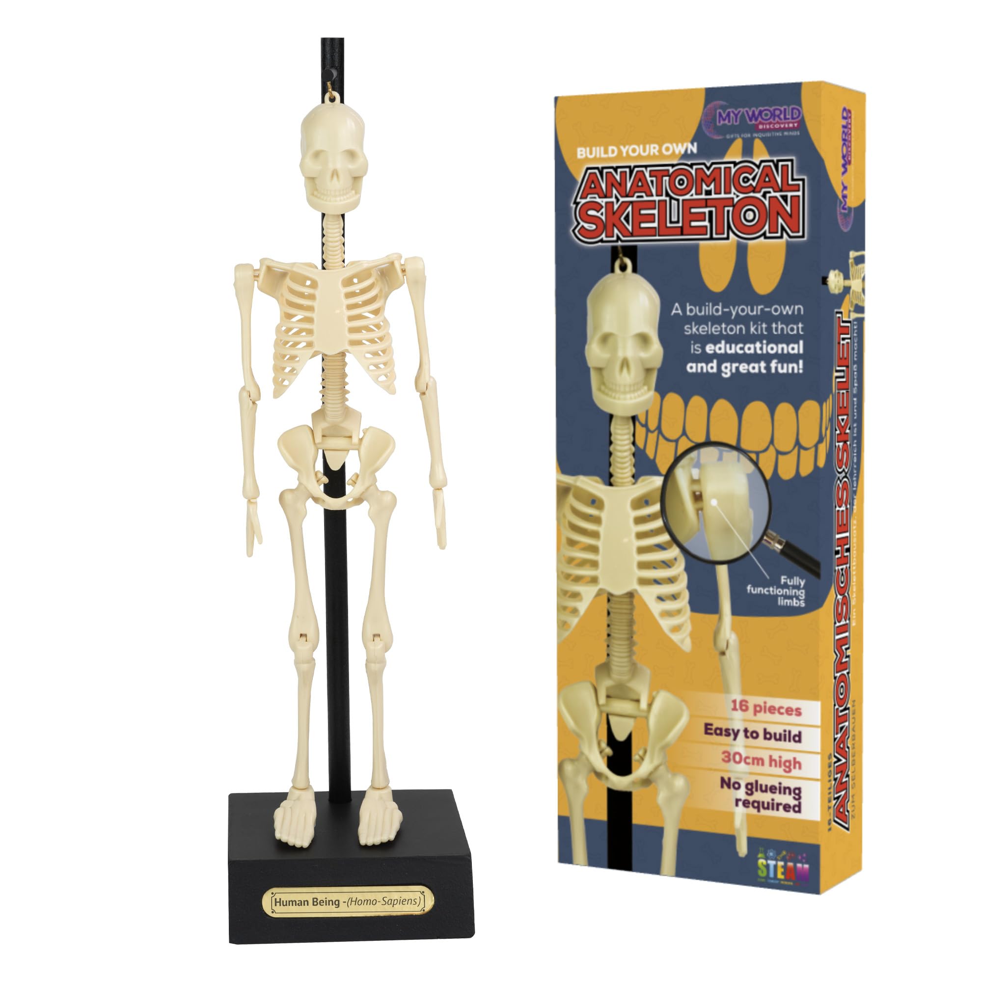 Anatomical Skeleton Model – 30cm High, Perfect for Learning Human ...