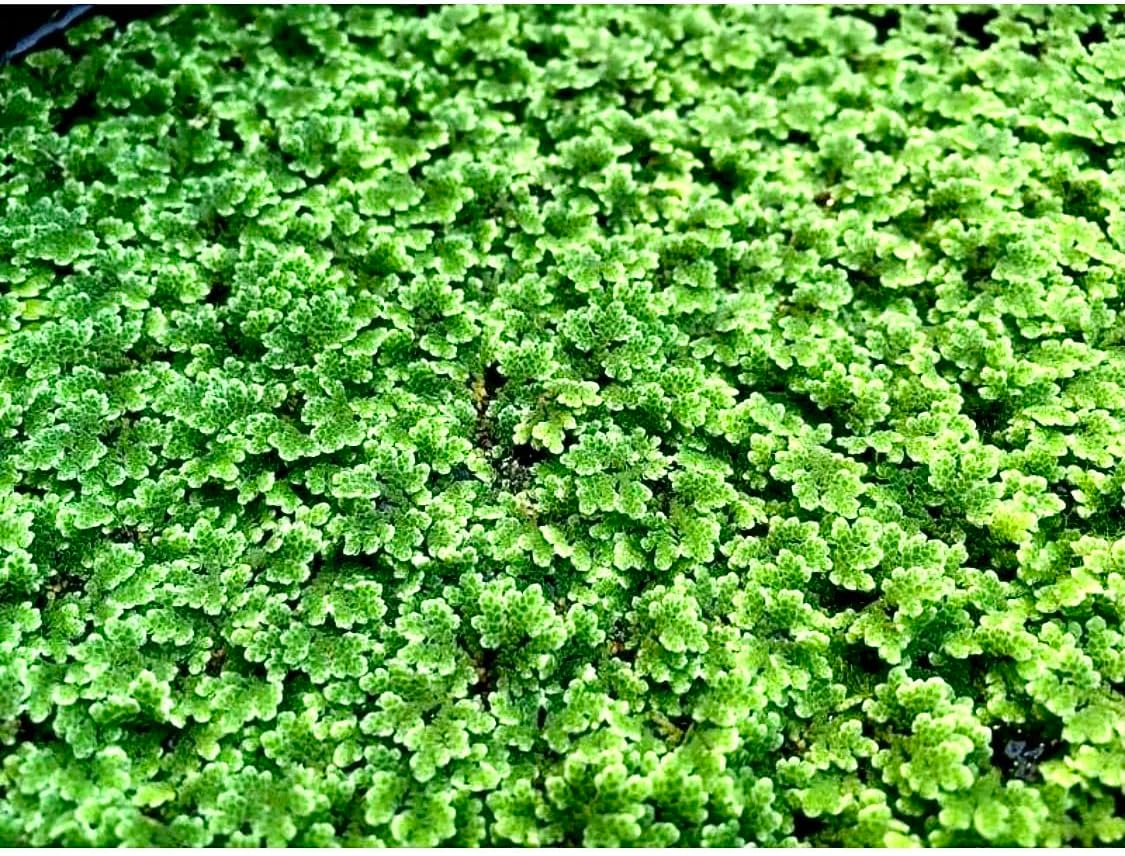 Amazon.com: Marcus Fish Tanks - Azolla Filiculoides Live Floating ...