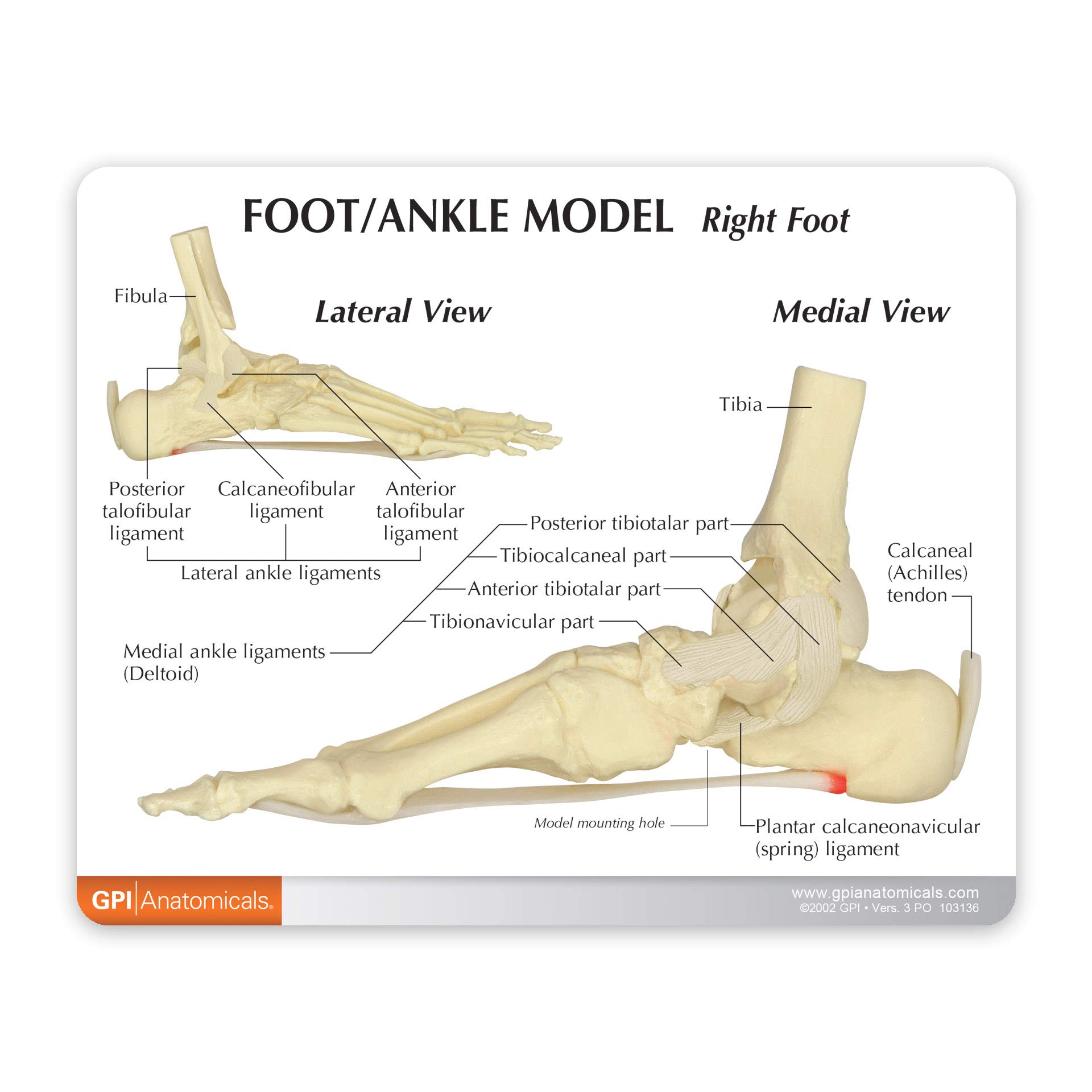 Foot Ankle Model Human Body Anatomy Replica Of Foot Ankle W/ Plantar ...