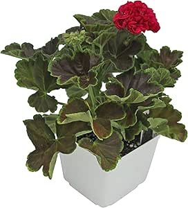 Amazon.com : Geraniums Brocade - Cherry Night - 4.5" Pot - 3 Pack ...