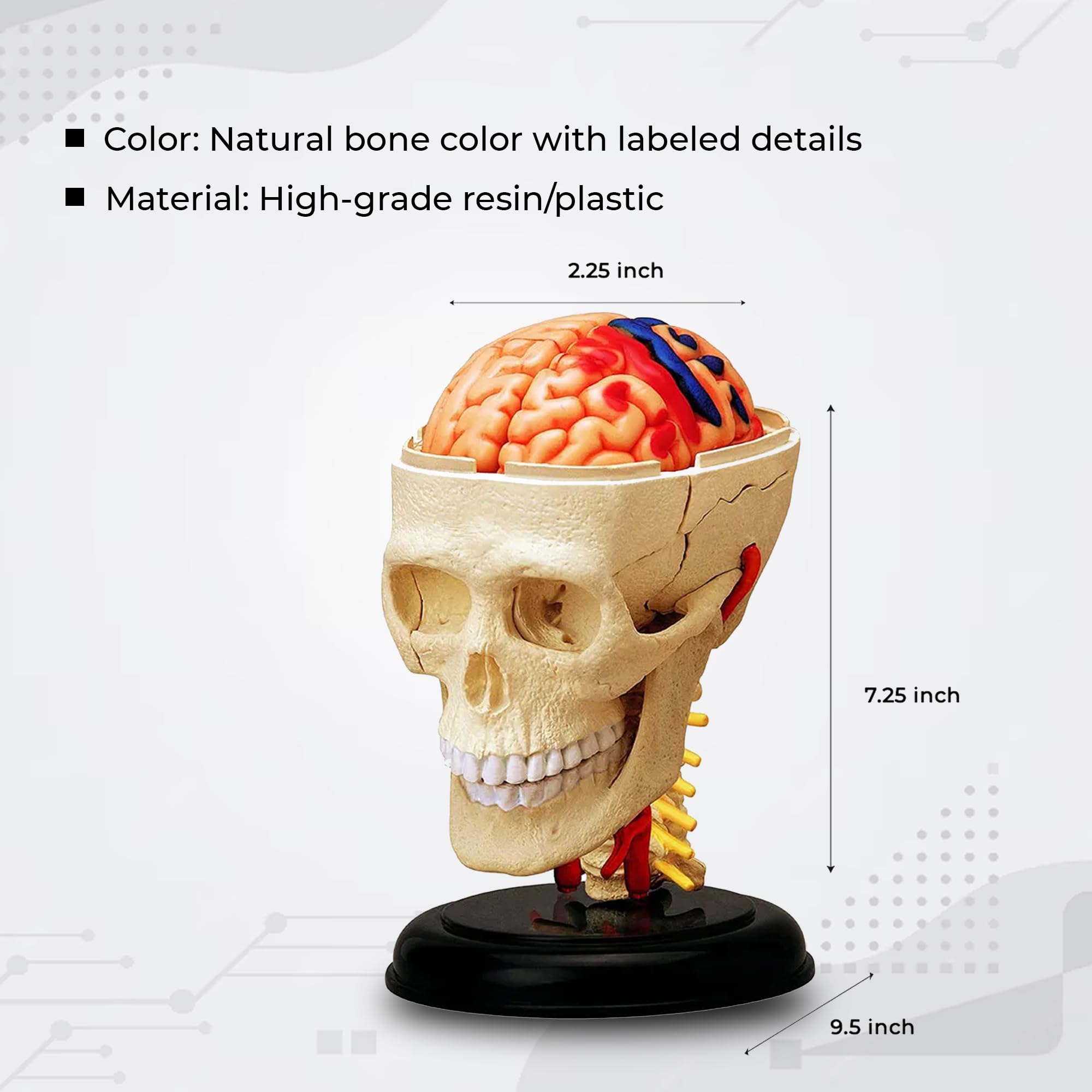 Interactive Skull Anatomy Anatomy Standard Landing Page