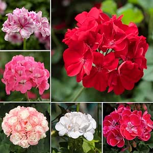 Amazon.com : Generic 20+ Geranium Flower Seeds Plant Perennial Bloom ...