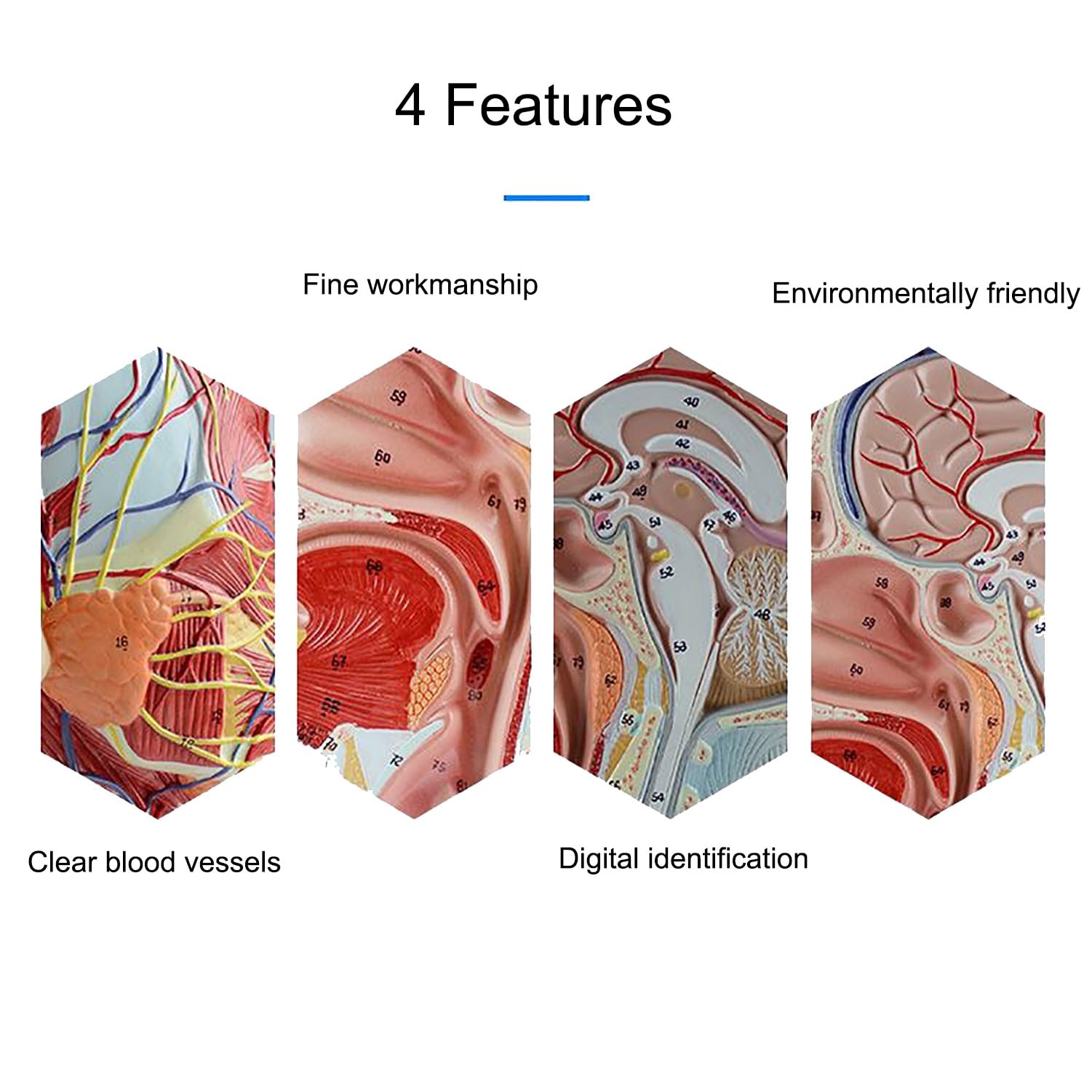 Brain Anatomy Model Human Half-head Superficial Nerve Vessel Model And ...