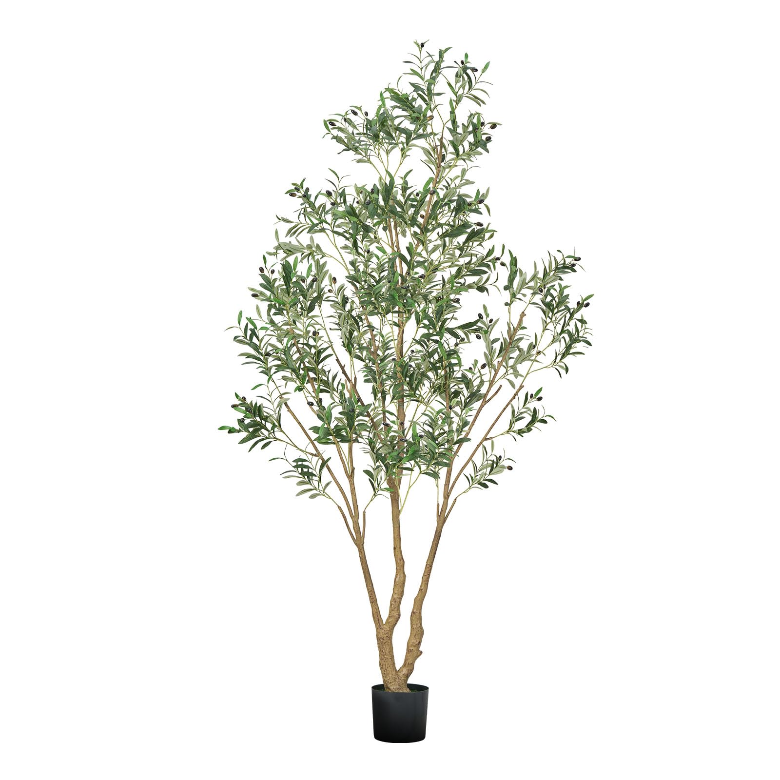 7 Best Mid Size Trees | 5 Ft to 10 Ft: The Height Test
