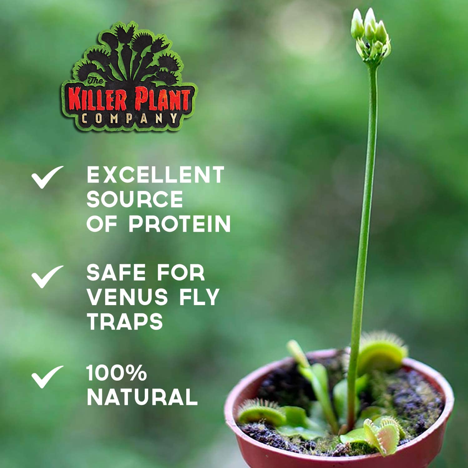 Venus Flytrap Flower Stalk