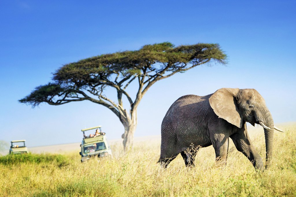 Acacia Tree Elephant