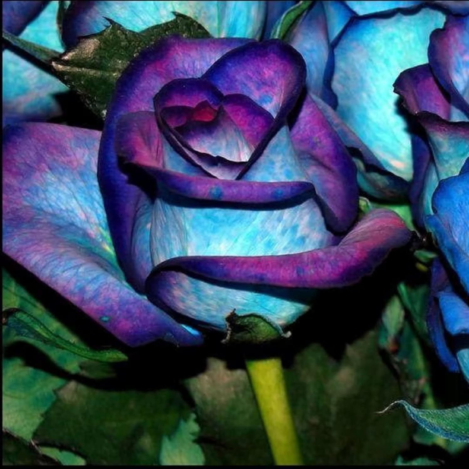 Amazon.com: CHUXAY GARDEN Blues Blue Rose Bush Seed 20 Seeds Rare Color ...