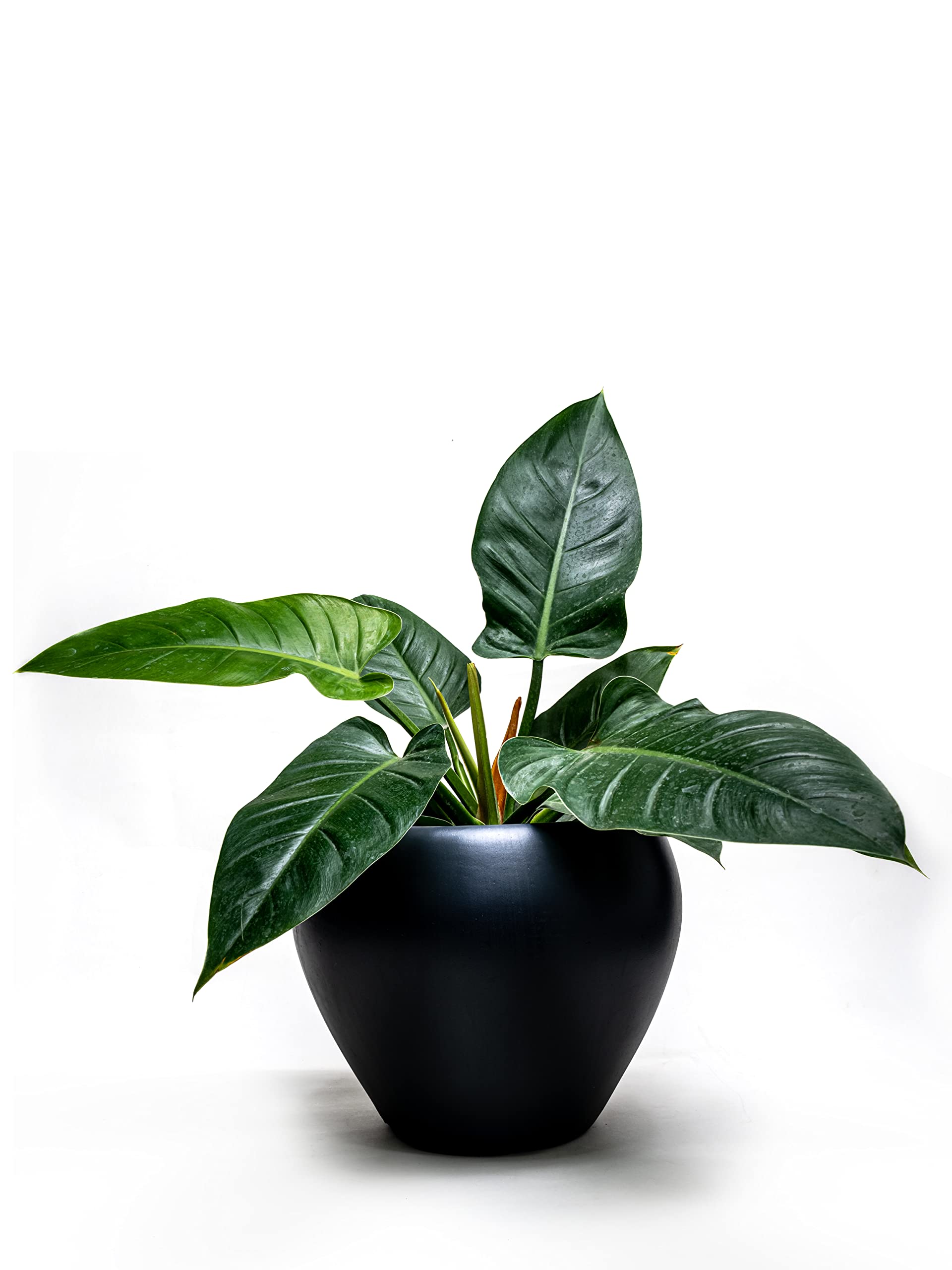 Nested Greens - Apple Pot 14" Black | Indoor Plant Container | 14 inch ...