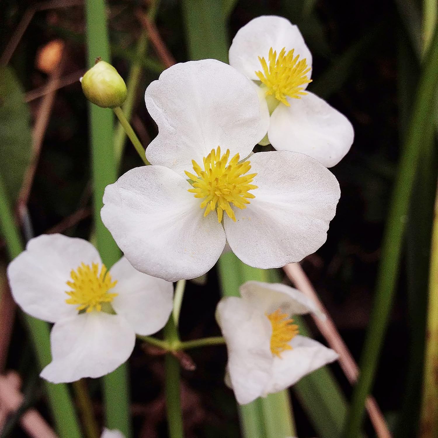 Amazon.com : Broadleaf Arrowhead Seeds Sagittaria Latifolia Low ...