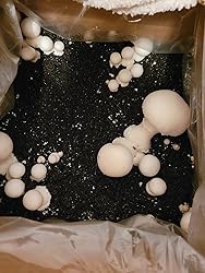 Amazon.com: White Button Mushroom Growing Kit ~ Easy to Grow Your Fresh ...