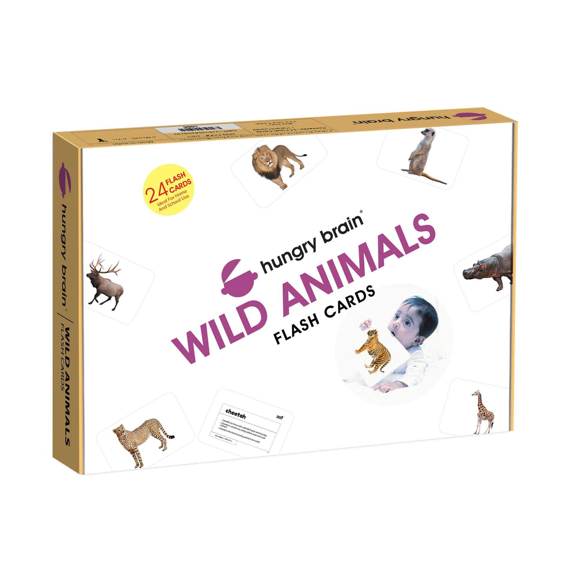 Buy hungry brain Wild Animals Flash Cards for Kids I A5 Size, 24 Flash ...