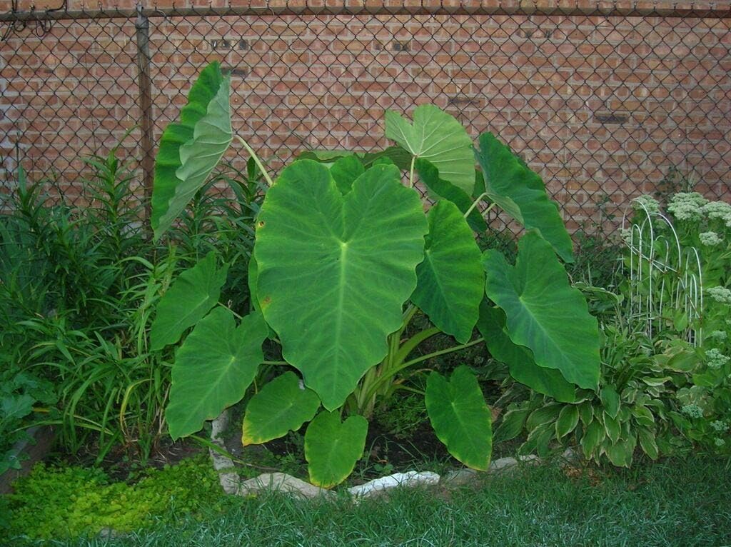 Amazon.com : 5 Live Bulbs Colocasia Esculenta Elephant Ear Taro Gabi ...