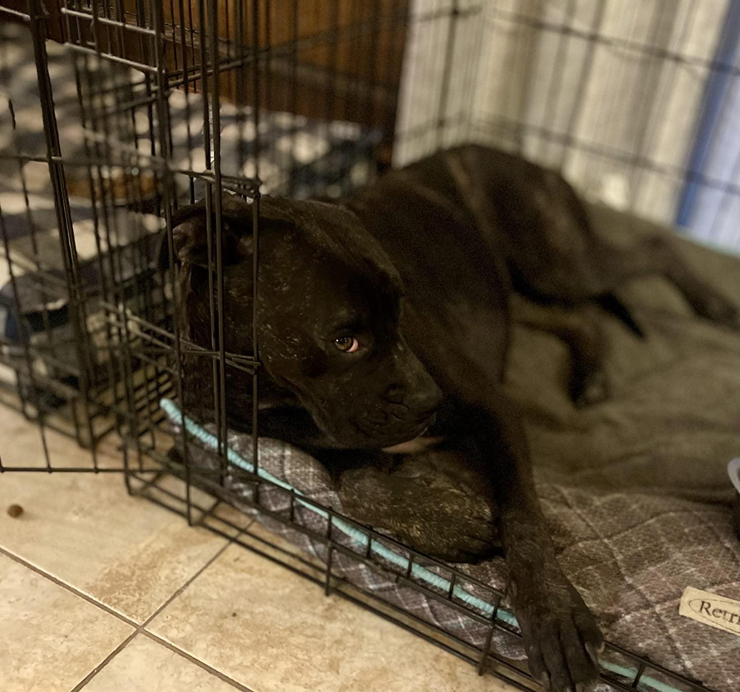 Amazon.com: KIWI Scuff Cover, Black, 2.4 oz (1 Bottle with Sponge ...