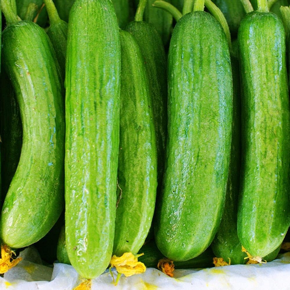 Cucumber Beth Alpha - 40 Seeds + Freebie + Plant tag - Cucumis sativus ...