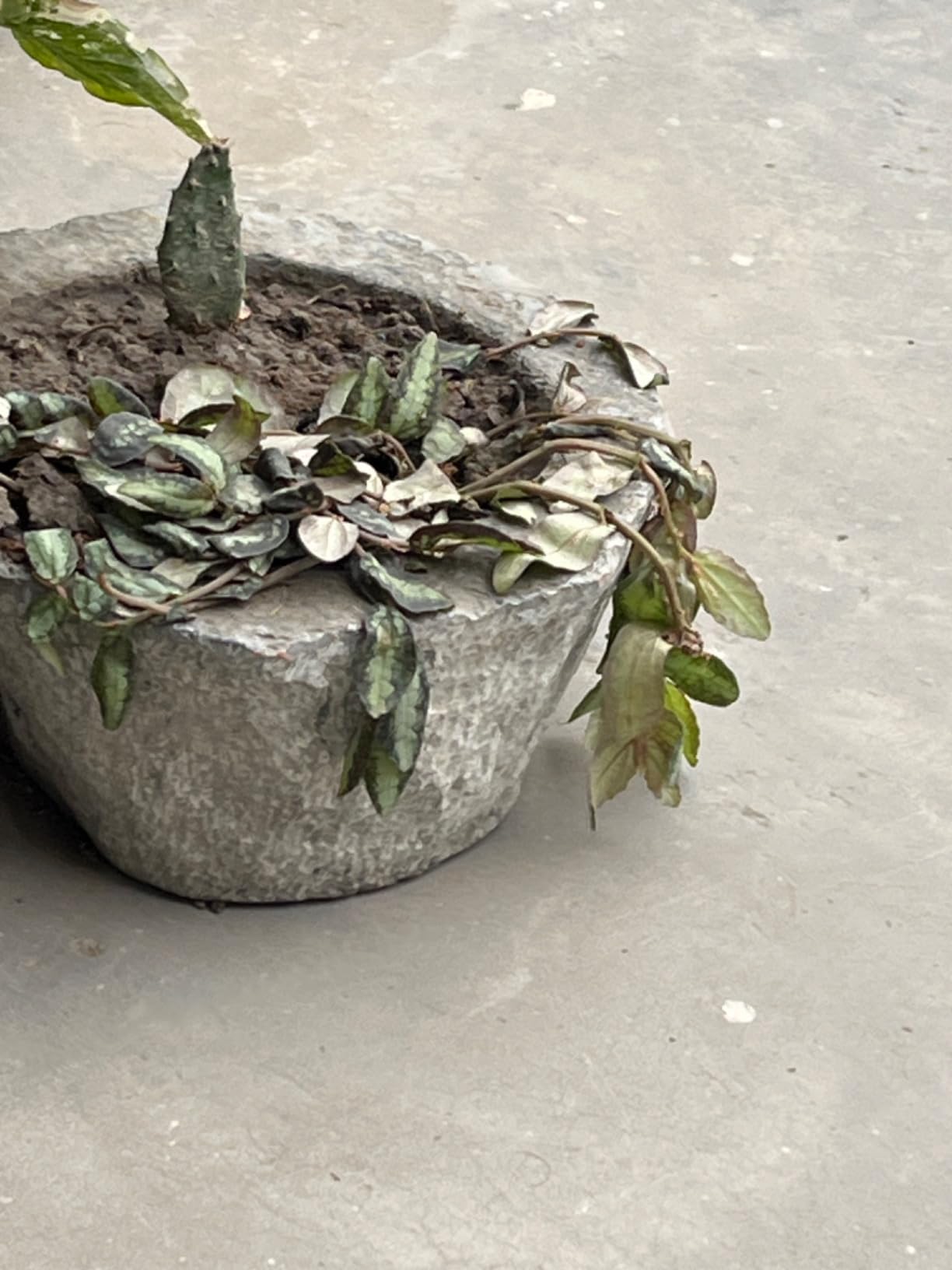 Nandhanam Watermelon Begonia Plant- (Pellionia repens), Procris repens ...