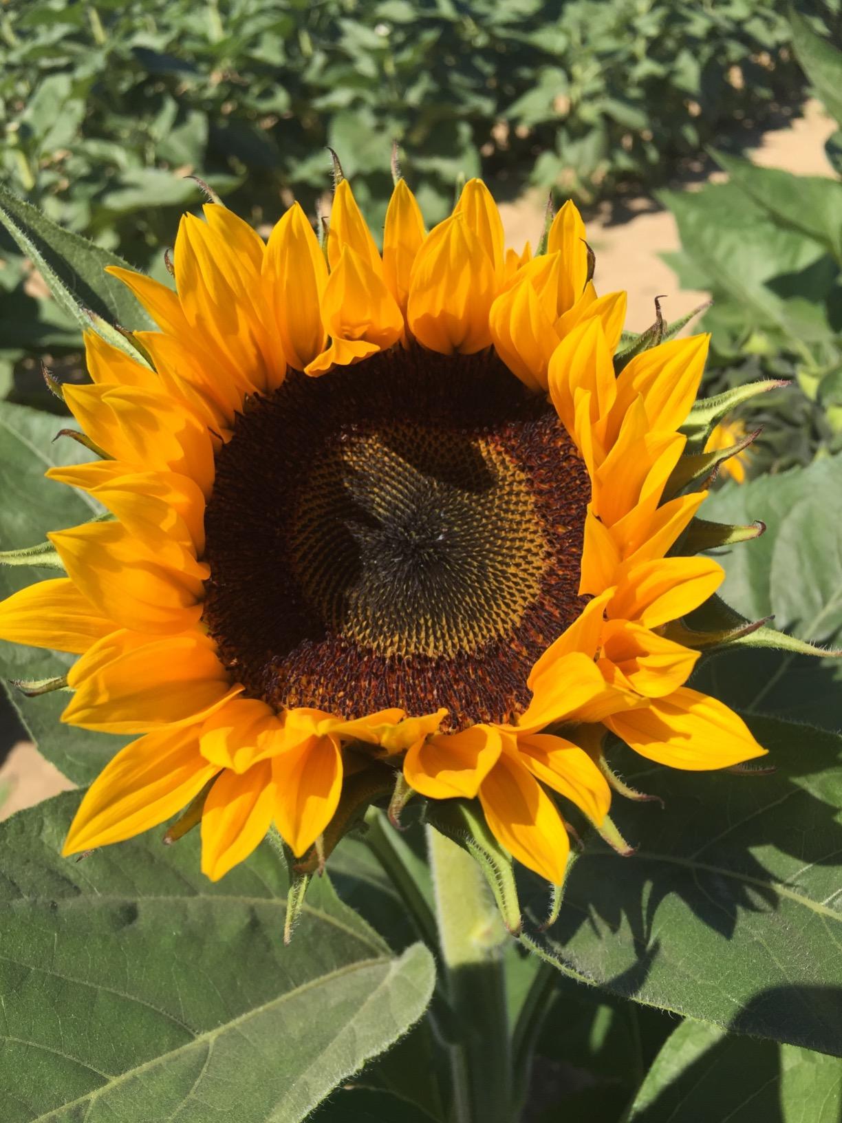 Adventures in Opting Out: A Field Guide to Leading an Intentional Life ...