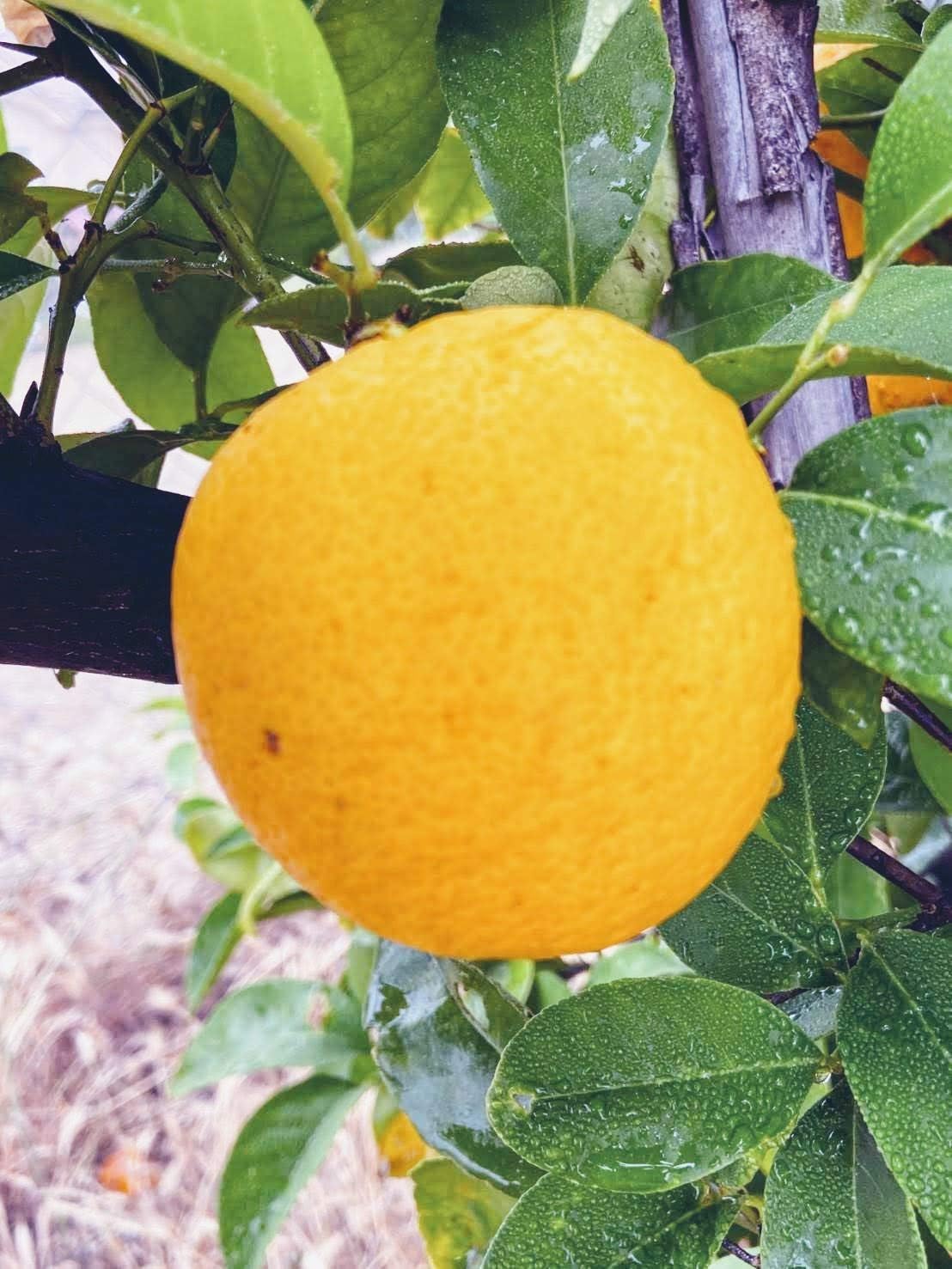 Amazon.com: Meyer Lemons (Meyer Lemons 1 Dozen (12 Pc's)) : Grocery ...
