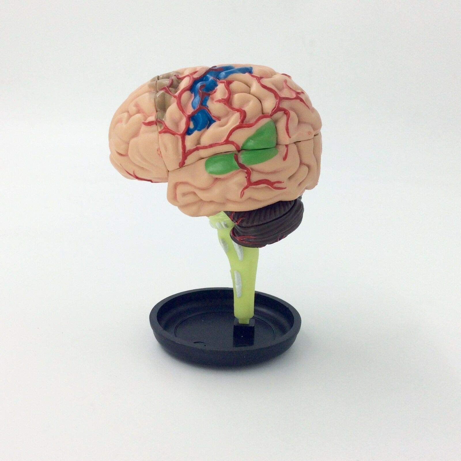 Plastic Human Brain Model Anatomical Anatomy Brain Mode Medical ...