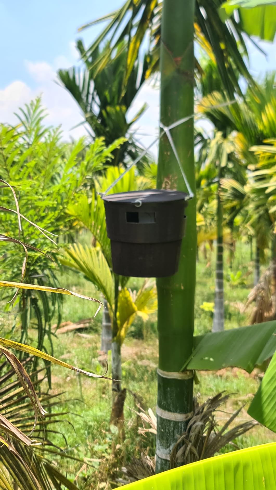 Gaiagen's Complete Protection for Coconut & Palm Trees - RB Lure® (5 ...