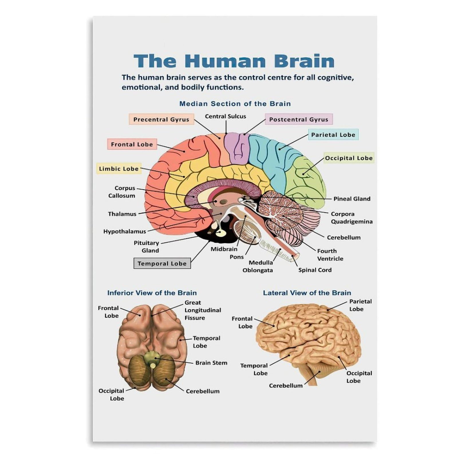 Amazon.com: BFXLMKI Human Brain Poster, Human Biology, Human Anatomy ...