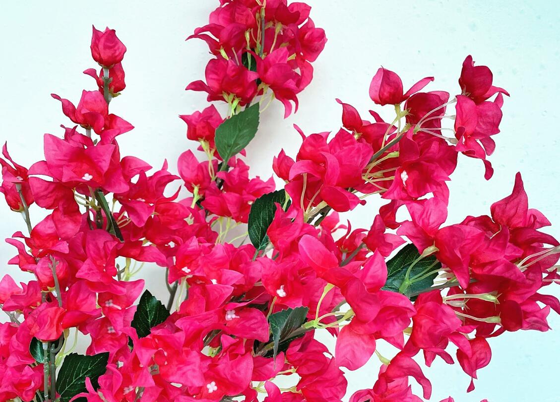 Watch Pack of 4 Silk Bougainvillea - Fuchsia on Amazon Live