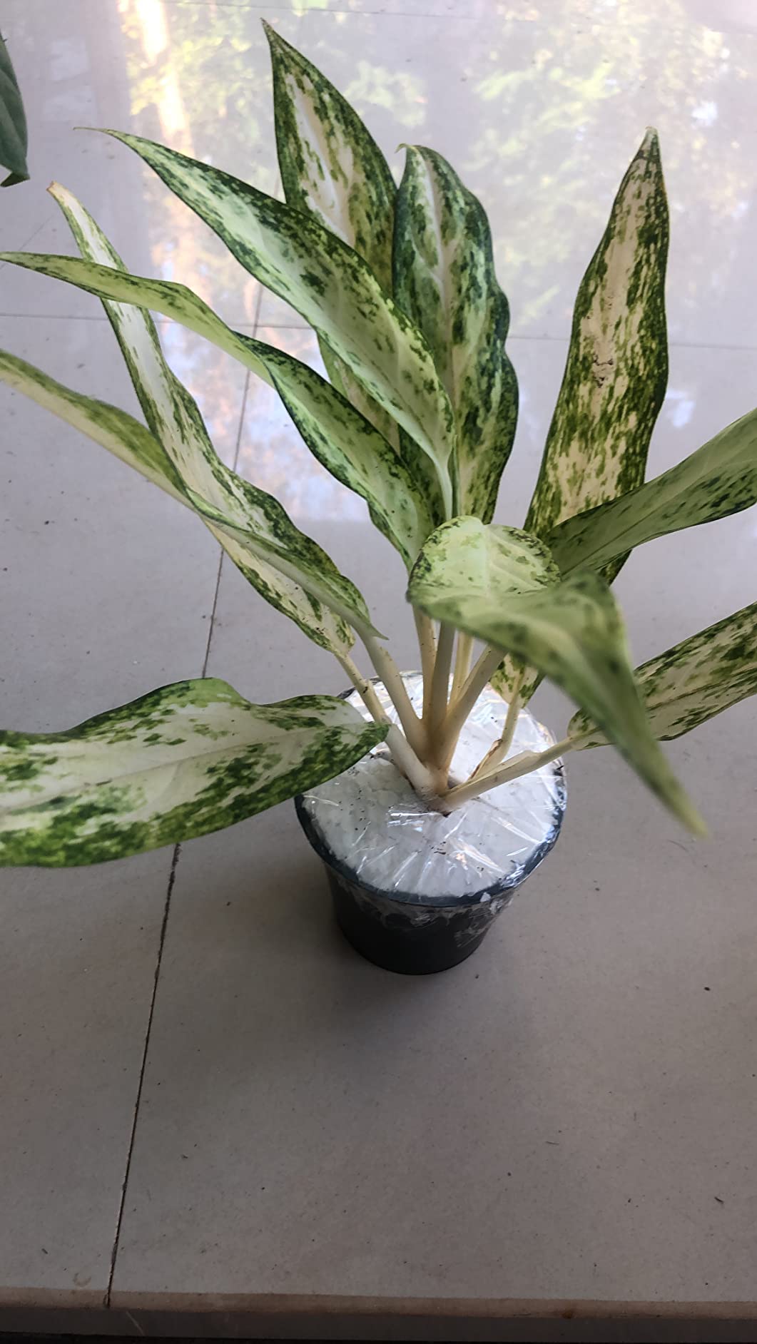 The Four Seasons Aglaonema Romeo | Variegated | Natural Live Plant in ...