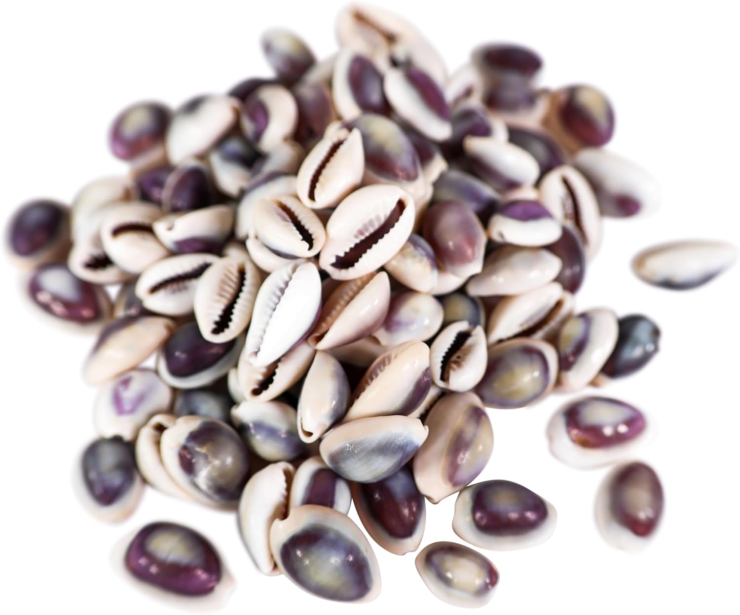 Amazon.com: Purple Ringtop Cowrie Shells (100-Pack) : Arts, Crafts & Sewing