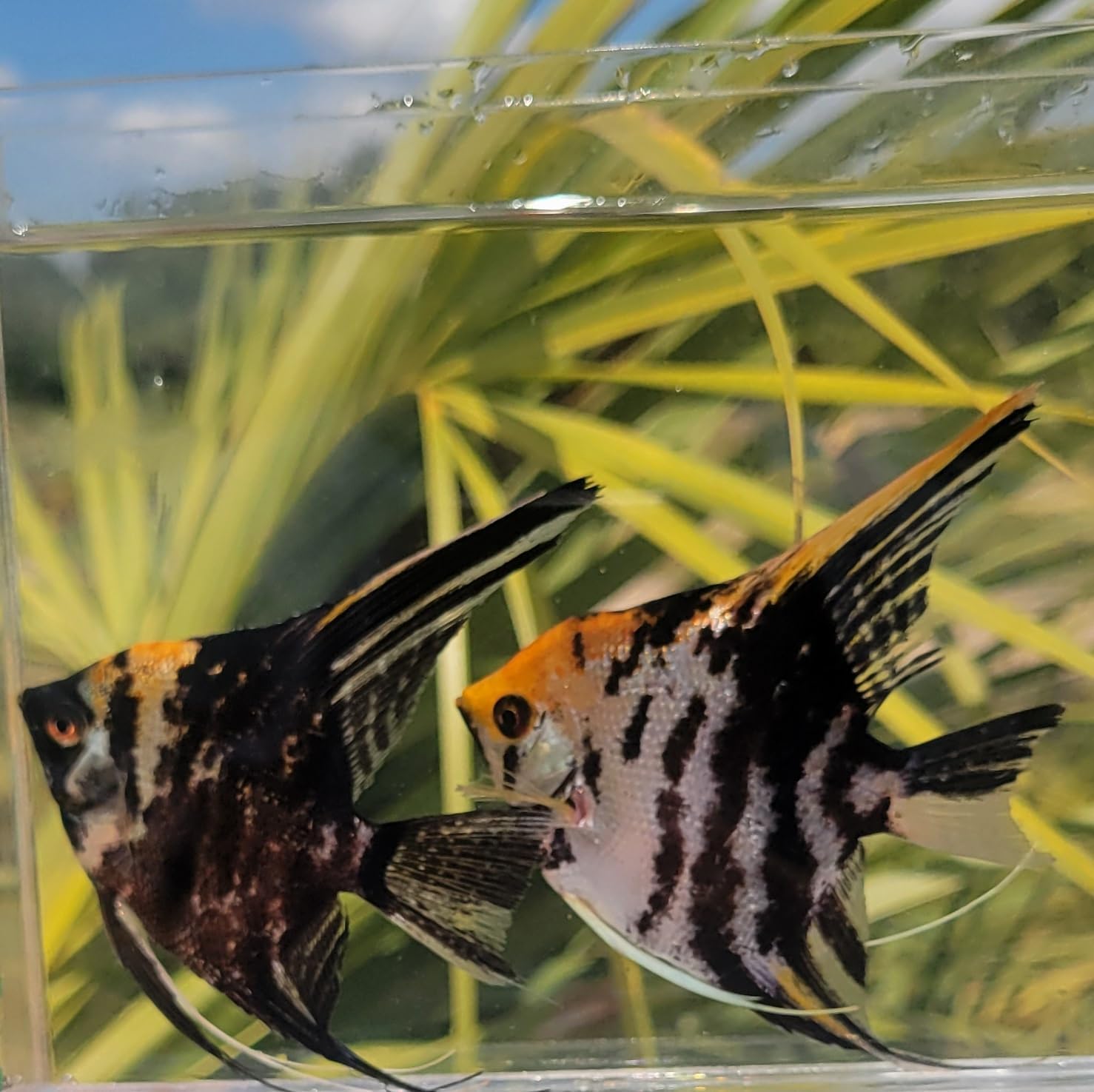 Amazon.com: Gold Head Marble Angelfish- Pterophyllum Scalare (Medium ...