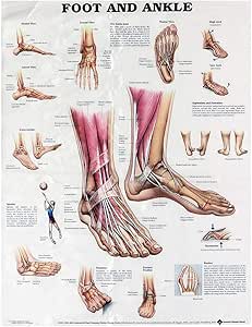 OKIl Anatomy of Foot and Ankle Poster Anatomical Chart Human Body Educational Home Decor ...