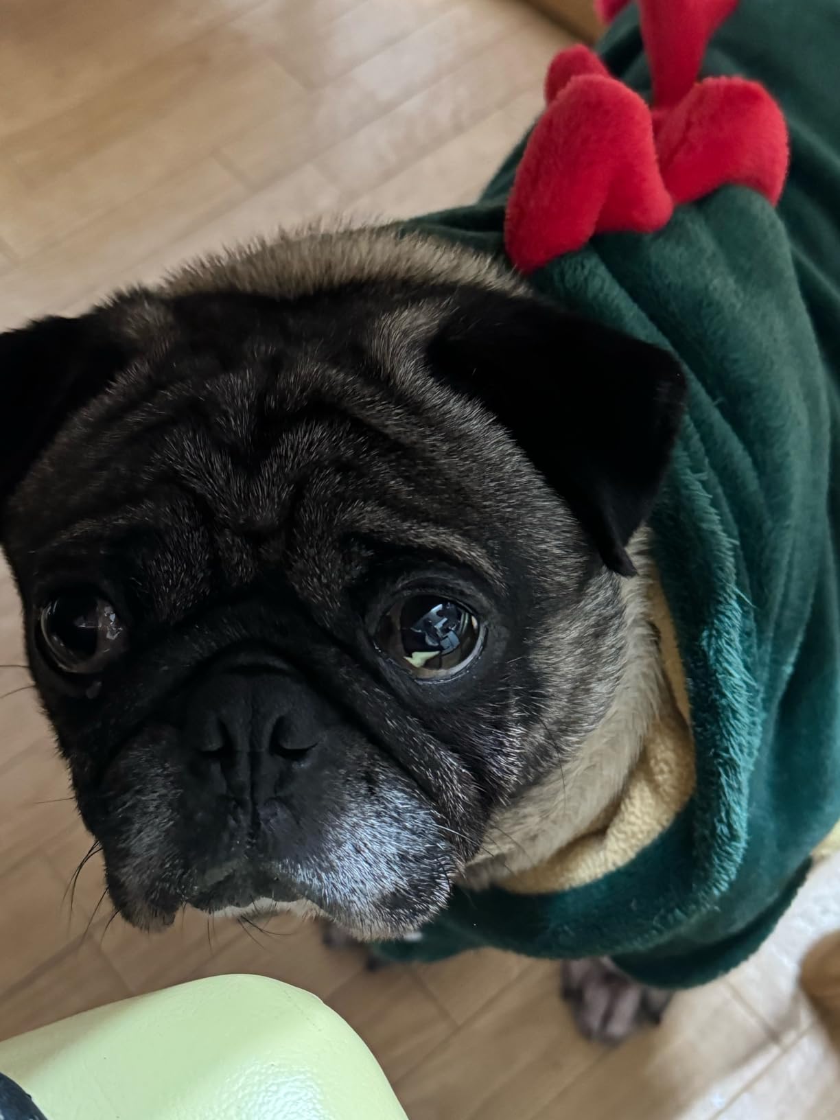 Amazon | AIYOI 犬 服 秋冬 ペット服 防寒 モコモコ 暖かい 【恐竜に変身】 コスチューム コスプレ 厚め生地 ふわふわ やわらか かわいい 着脱便利 二足 仮装 被り物 ...