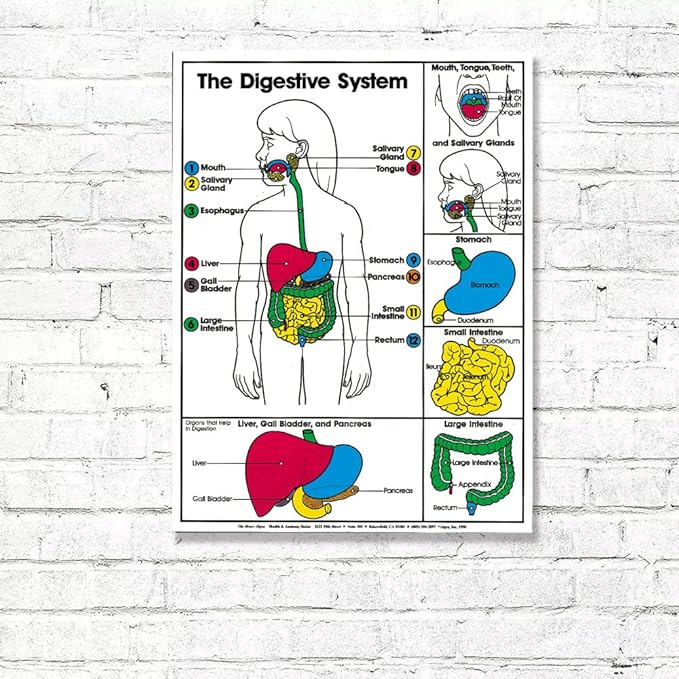 The Digestive System Poster 18" x 24" Laminated - Kids Anatomy : Amazon ...