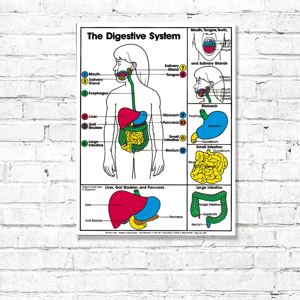 The Digestive System Poster 18" x 24" Laminated - Kids Anatomy : Amazon ...