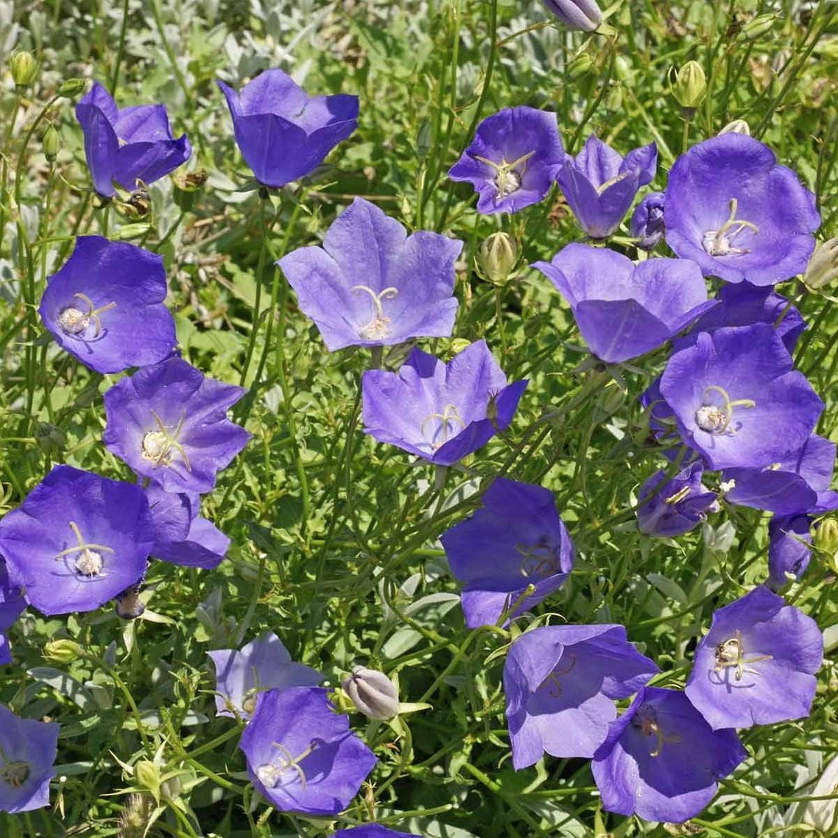 Amazon.com : Elecampane Seeds (Inula helenium) Packet of 40 Seeds ...