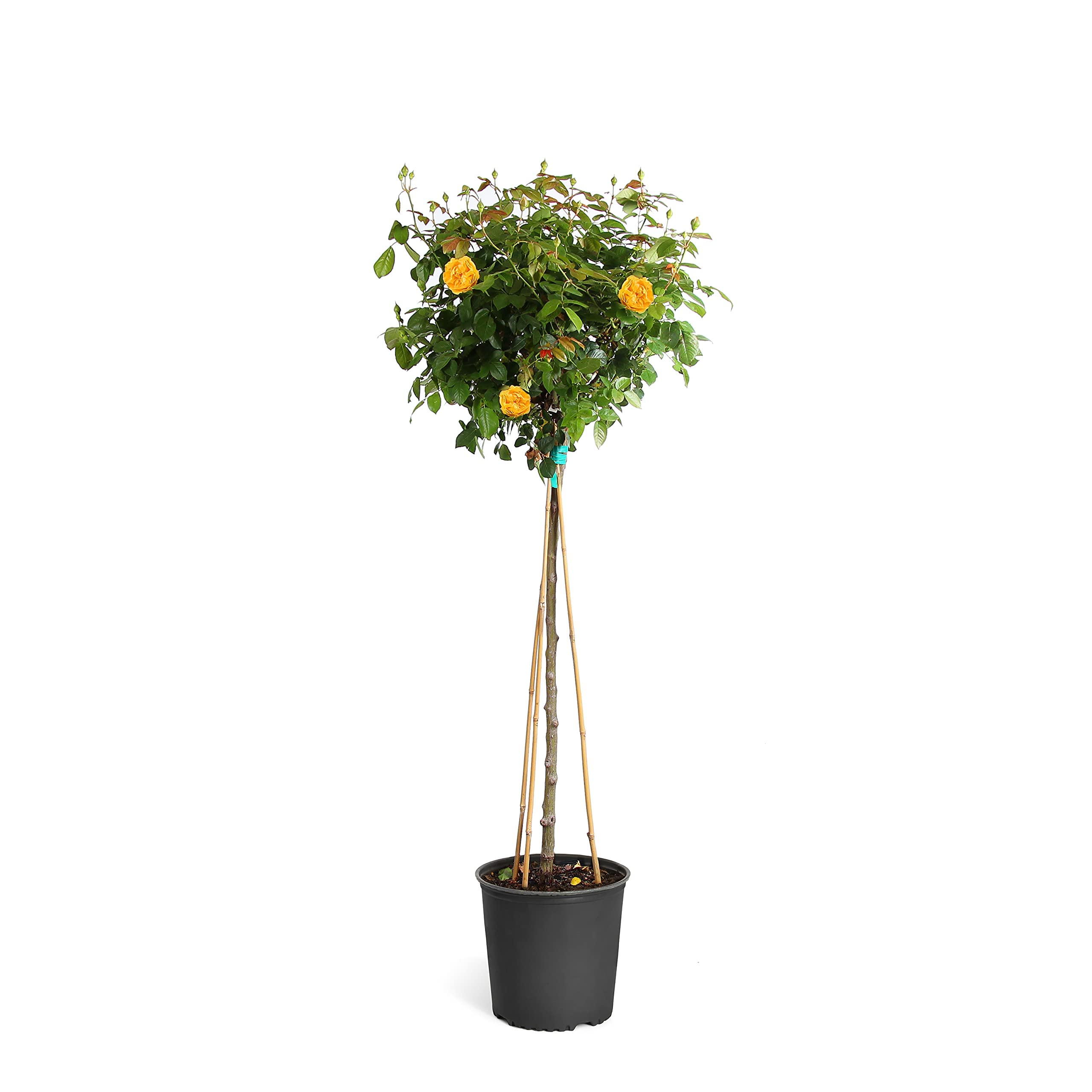 Amazon.com : Brighter Blooms - Julia Child Standard Rose Tree, 3-4 ft ...