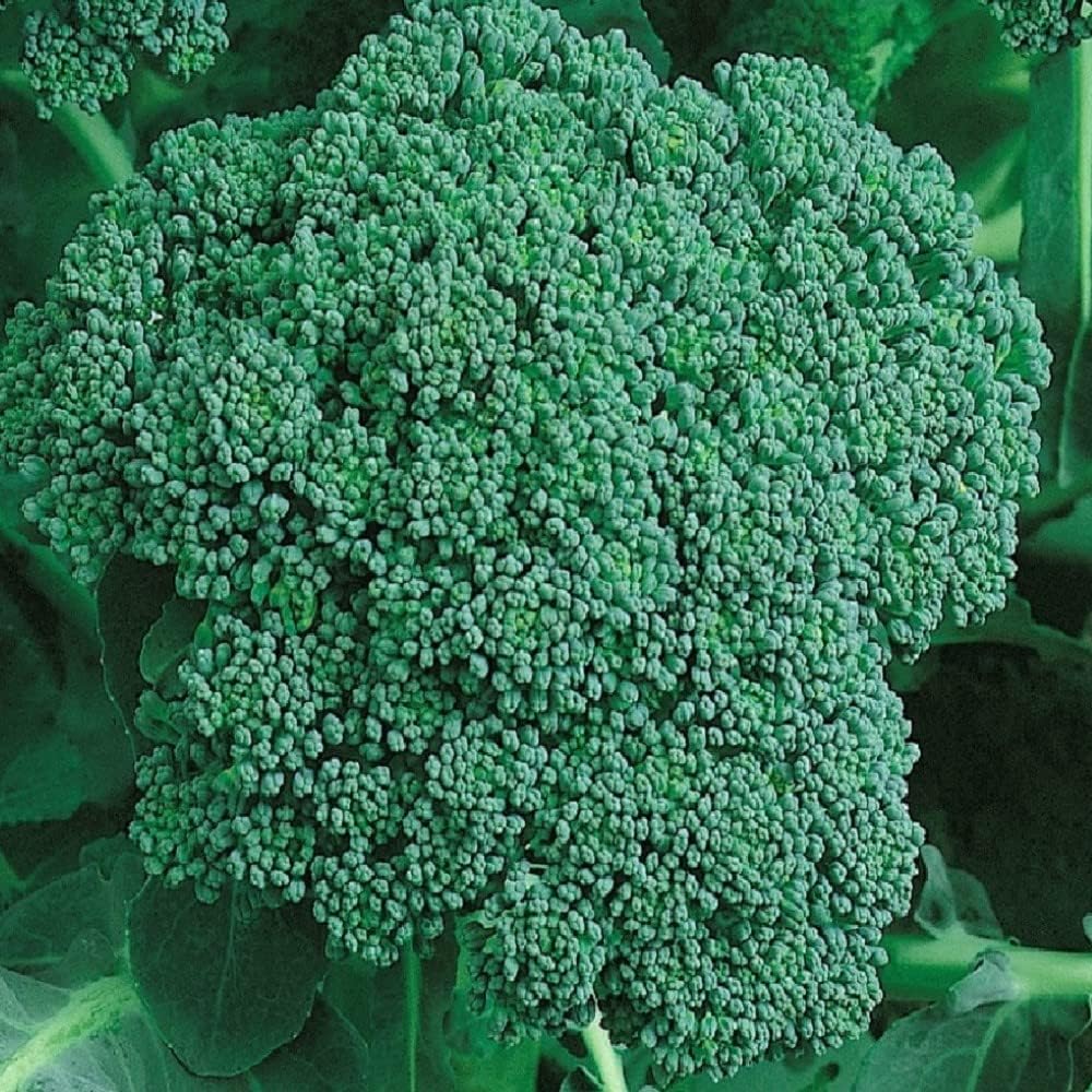 Amazon.com : Packman Hybrid F1 Broccoli Seeds - You can Grow it All ...