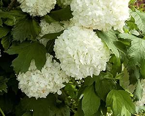 Amazon.com : Generic 1 Starter Plant of Eastern Snowball bush (viburnum ...