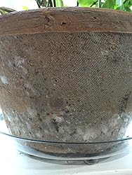 Amazon.com: HomArt Rustic Terra Cotta Oval Pot, Large, Antique Red, 1 ...