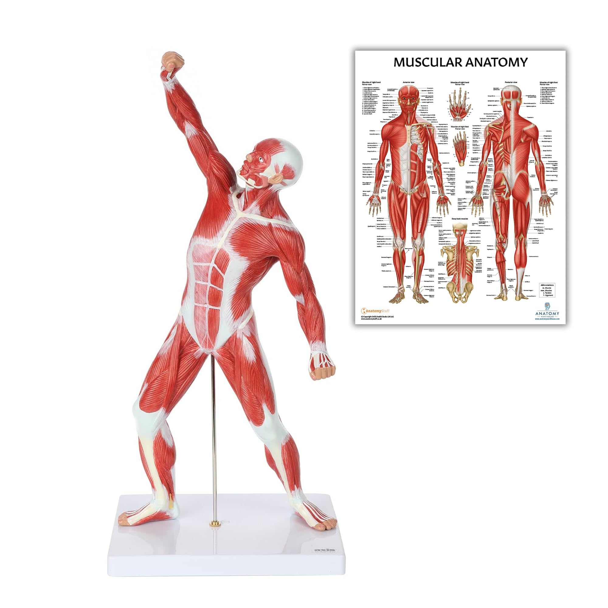 20 Mini Muscular System Model Human Muscular Anatomy Model Anatomy ...