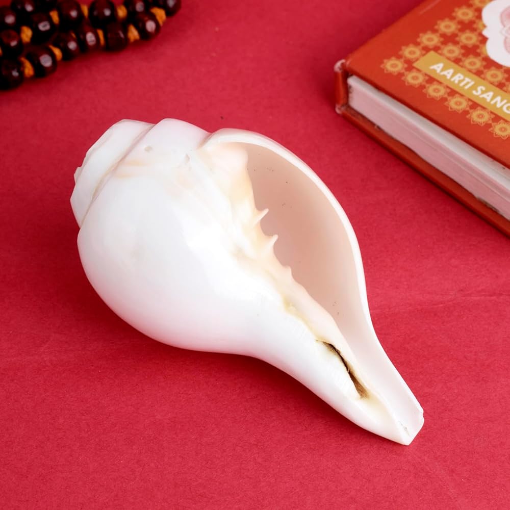 SATVIK Natural Vamavarti Shankh (Conch Shell) 11.5 Nepal | Ubuy