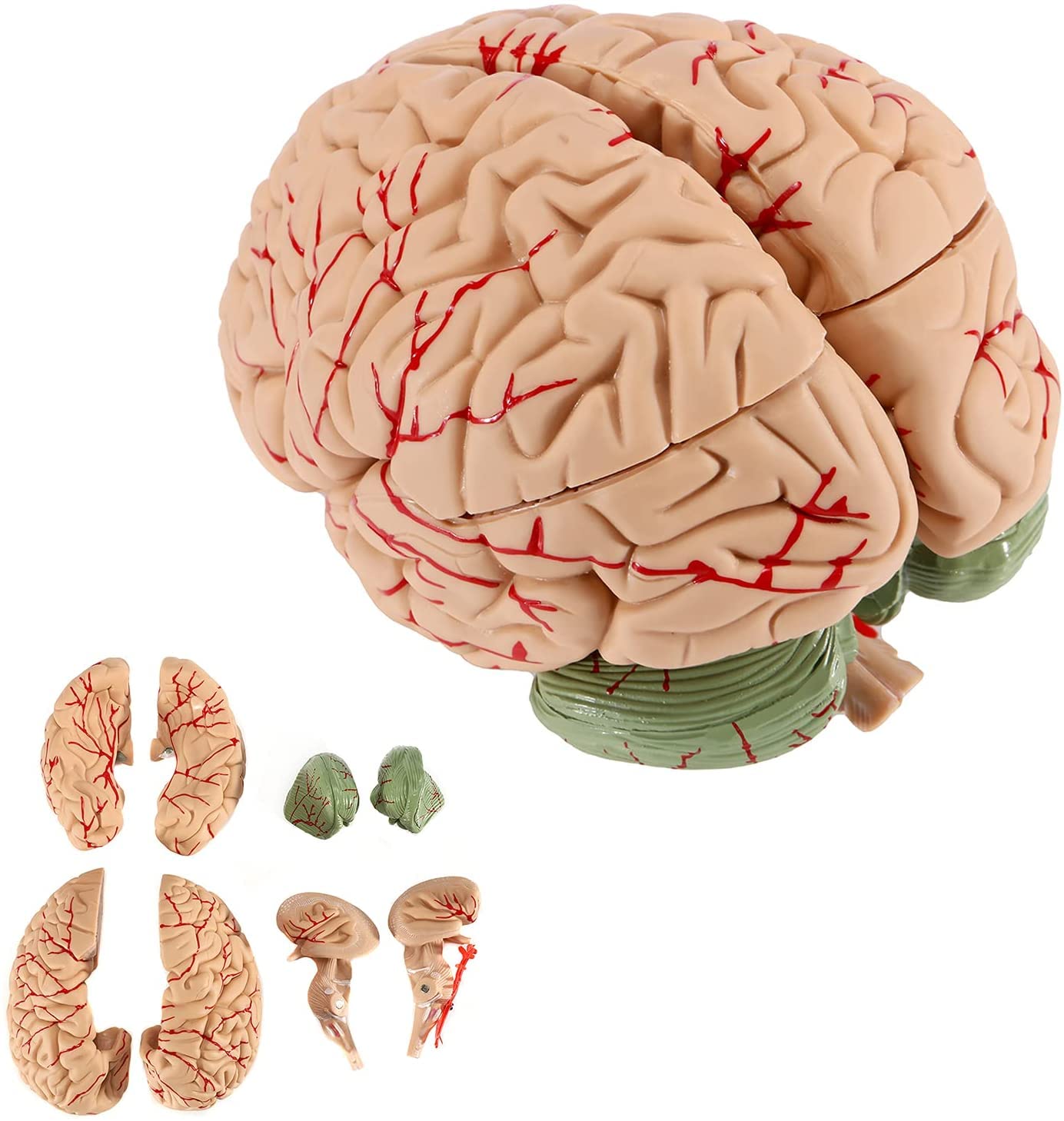 Buy 1: 1 Life Size Human Brain Model Cerebral Artery Teaching Model ...
